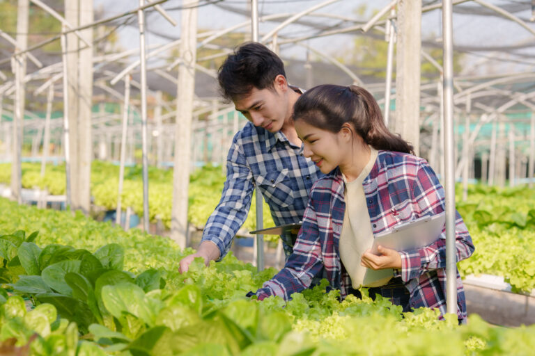 Comment faire pousser de la scarole ? - Conseil Jardinage